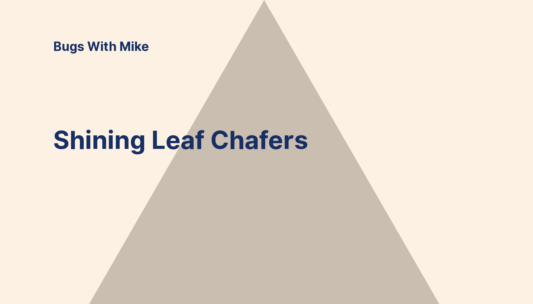 Shining Leaf Chafers